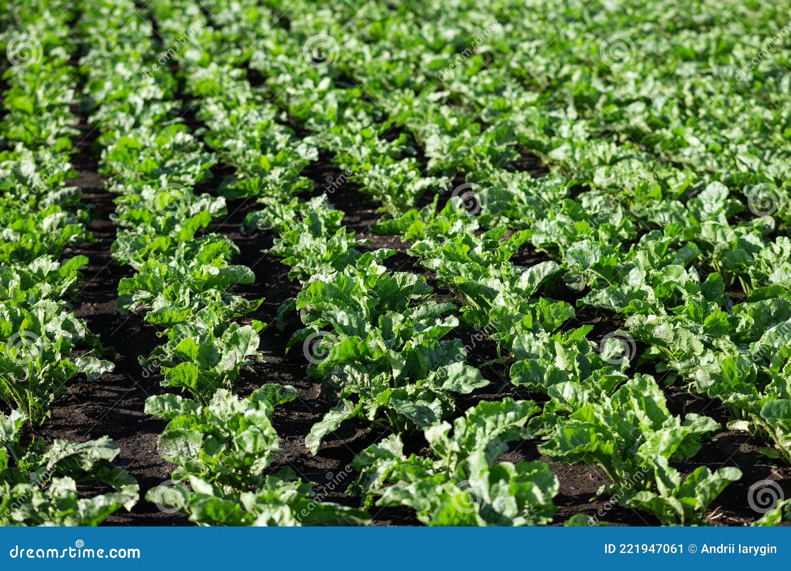 Fields with Vegetables and Roots Stock Image - Image of field, rural ...
