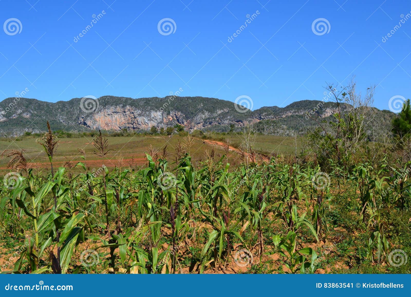 Fields of Vinales, Cuba stock image. Image of cuban, mountains - 83863541