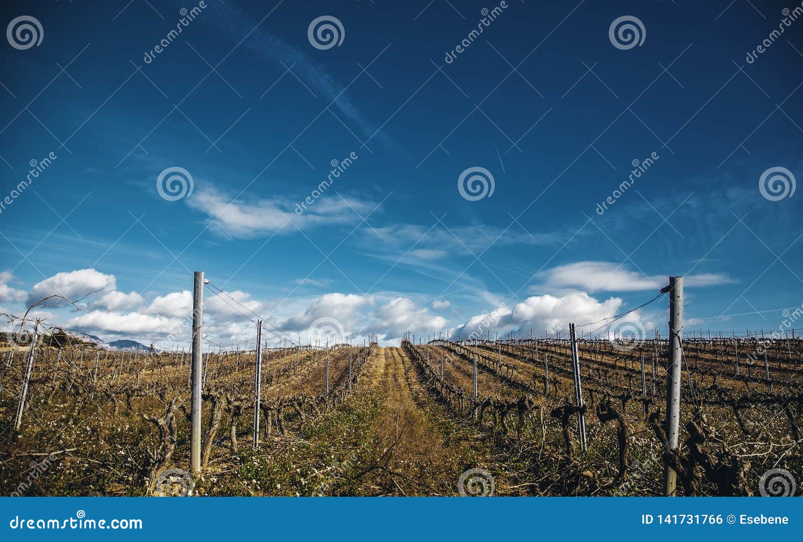 Fields of Vineyards in a Cellar Stock Photo - Image of rural, sunset ...