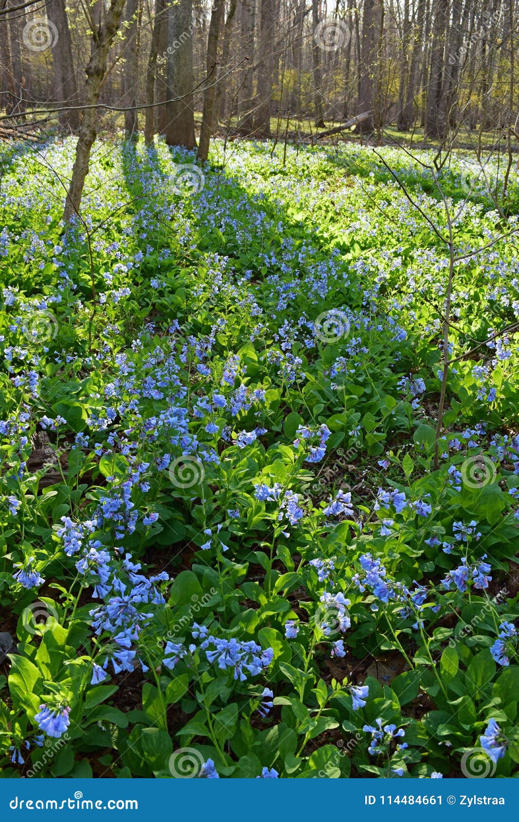 Fields of Virginia Bluebells in Spring Stock Image - Image of forest ...