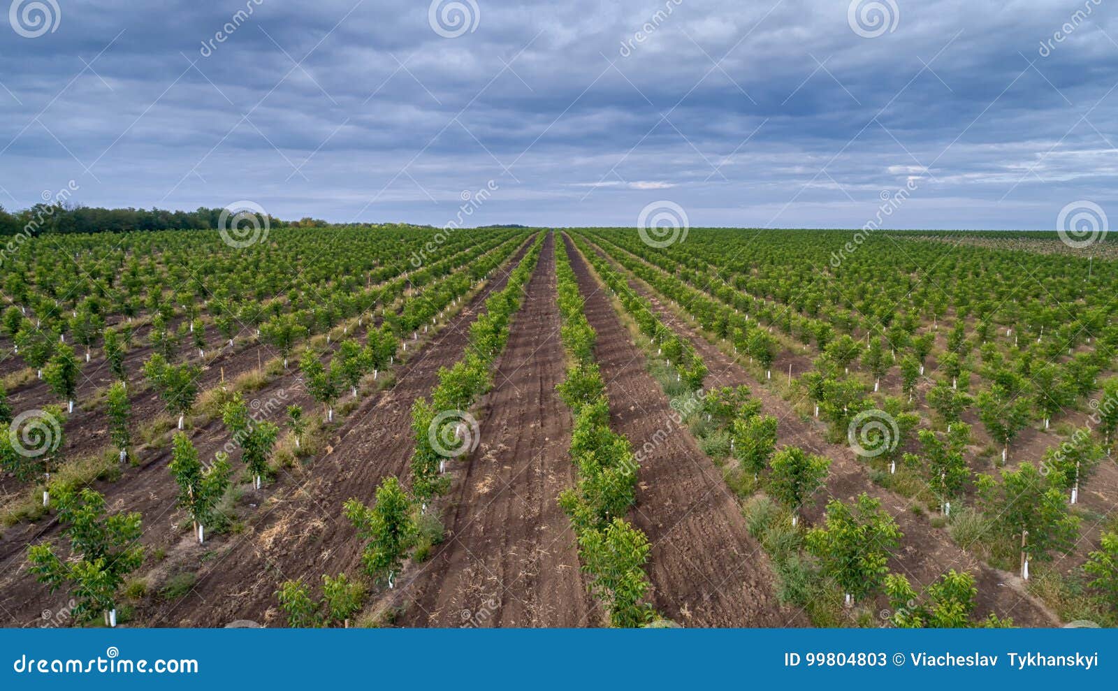 Fields with walnut trees stock image. Image of walnuttrees - 99804803