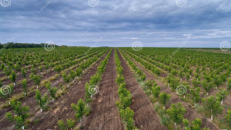 Fields with walnut trees stock image. Image of walnuttrees - 99804803