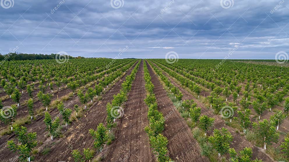 Fields with walnut trees stock image. Image of walnuttrees - 99804803