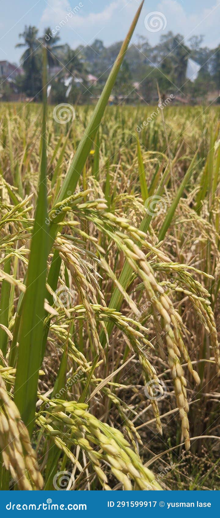 The Fields are Wet, the Grains of Rice are the Forerunners of Rice ...