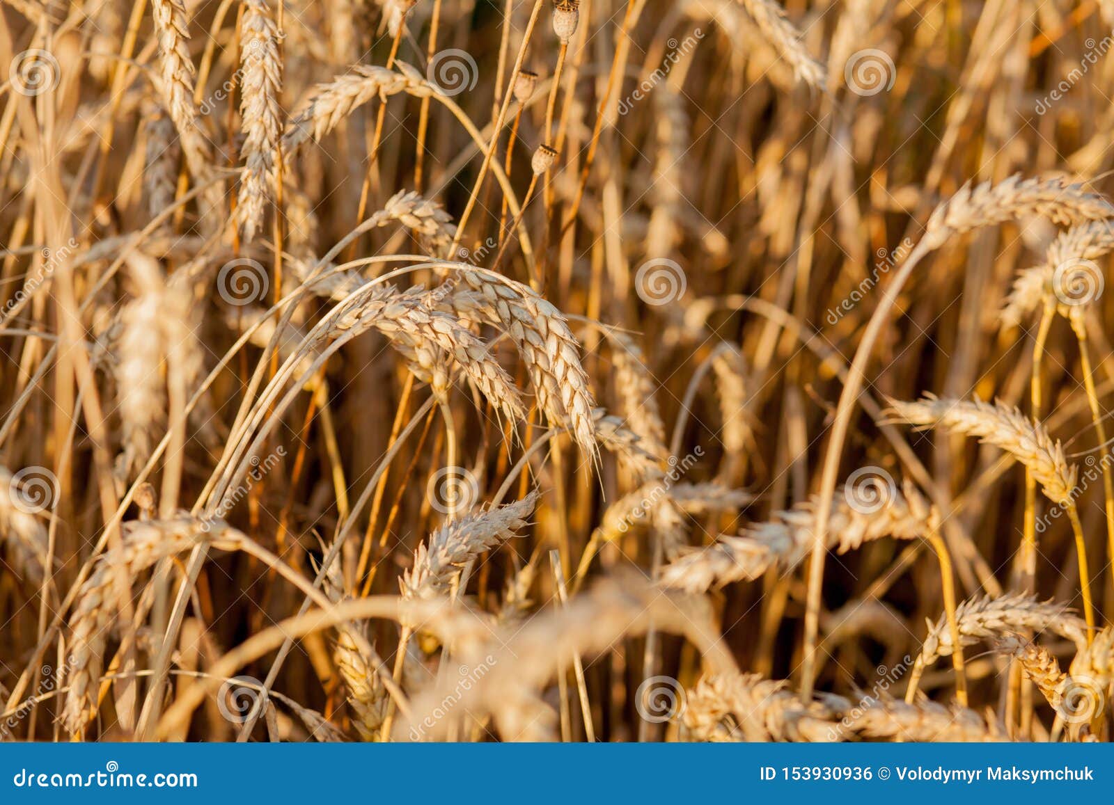 Fields of Wheat at the End of Summer Fully Ripe Stock Photo - Image of ...