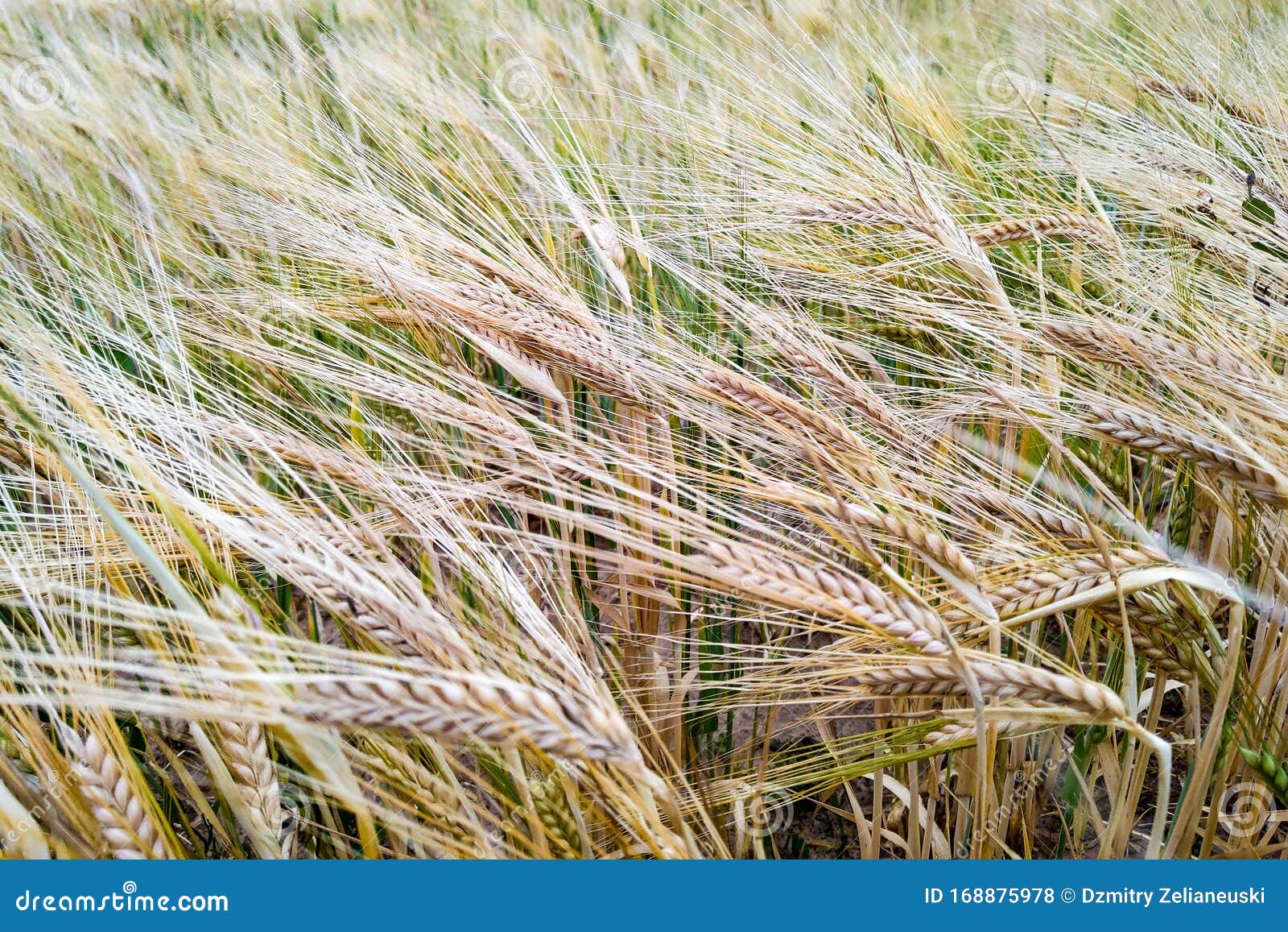 Fields of Wheat at the End of Summer Fully Ripe Stock Photo - Image of ...