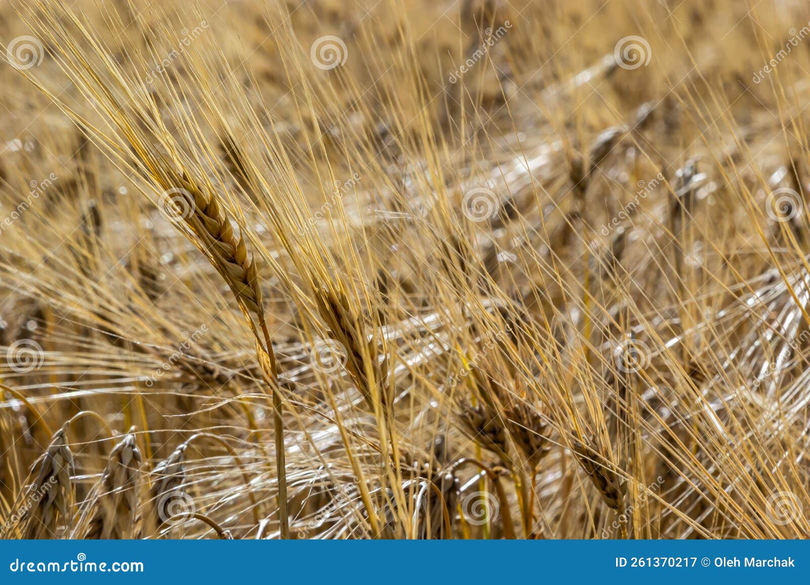Fields of Wheat at the End of Summer Fully Ripe Stock Image - Image of ...
