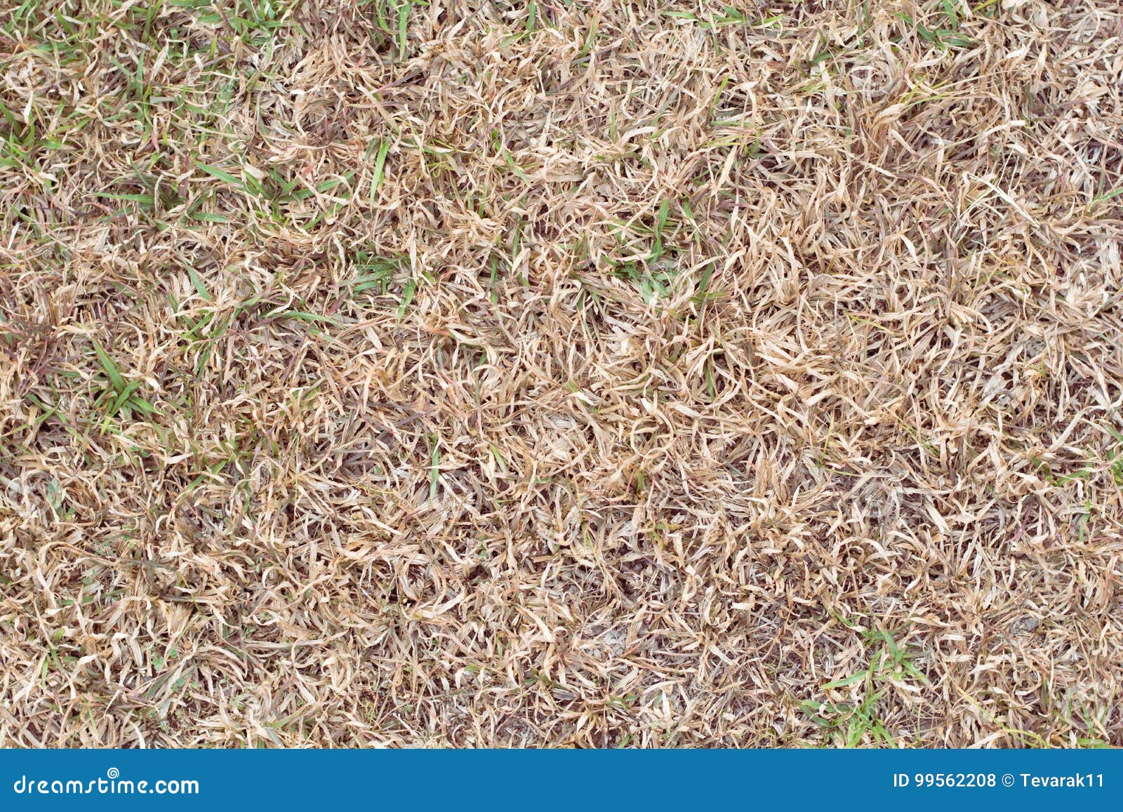 Fields of Wheat at the End of Summer Fully Ripe, Dry Grass As ...