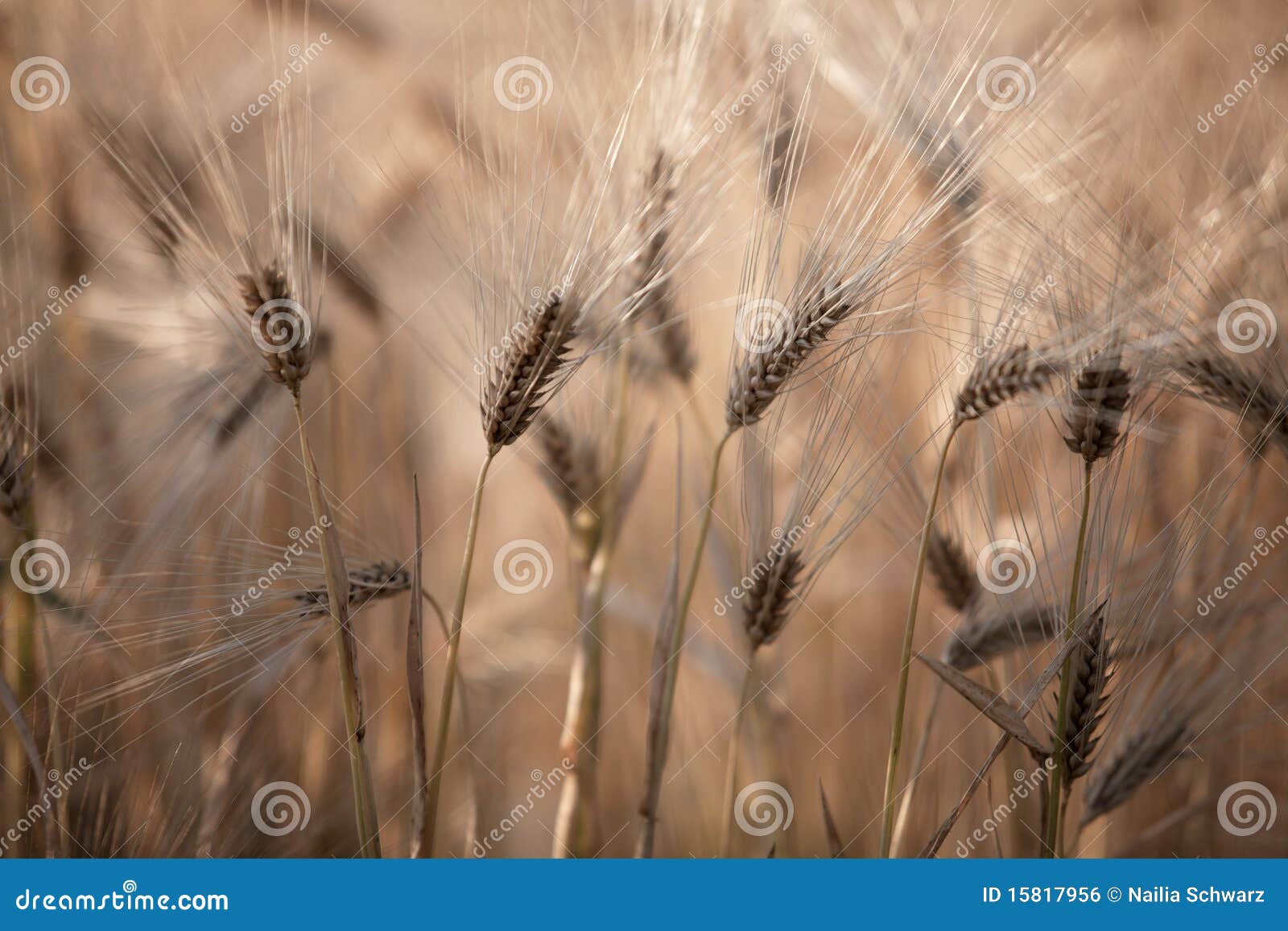 Fields of Wheat in Summer stock photo. Image of grow - 15817956