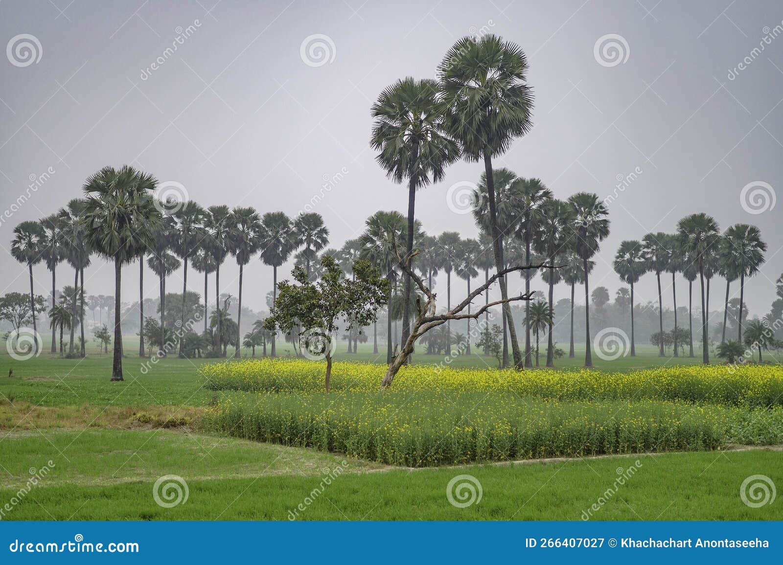 Fields Where Mustard Trees Grow in Winter Stock Image - Image of leaf ...