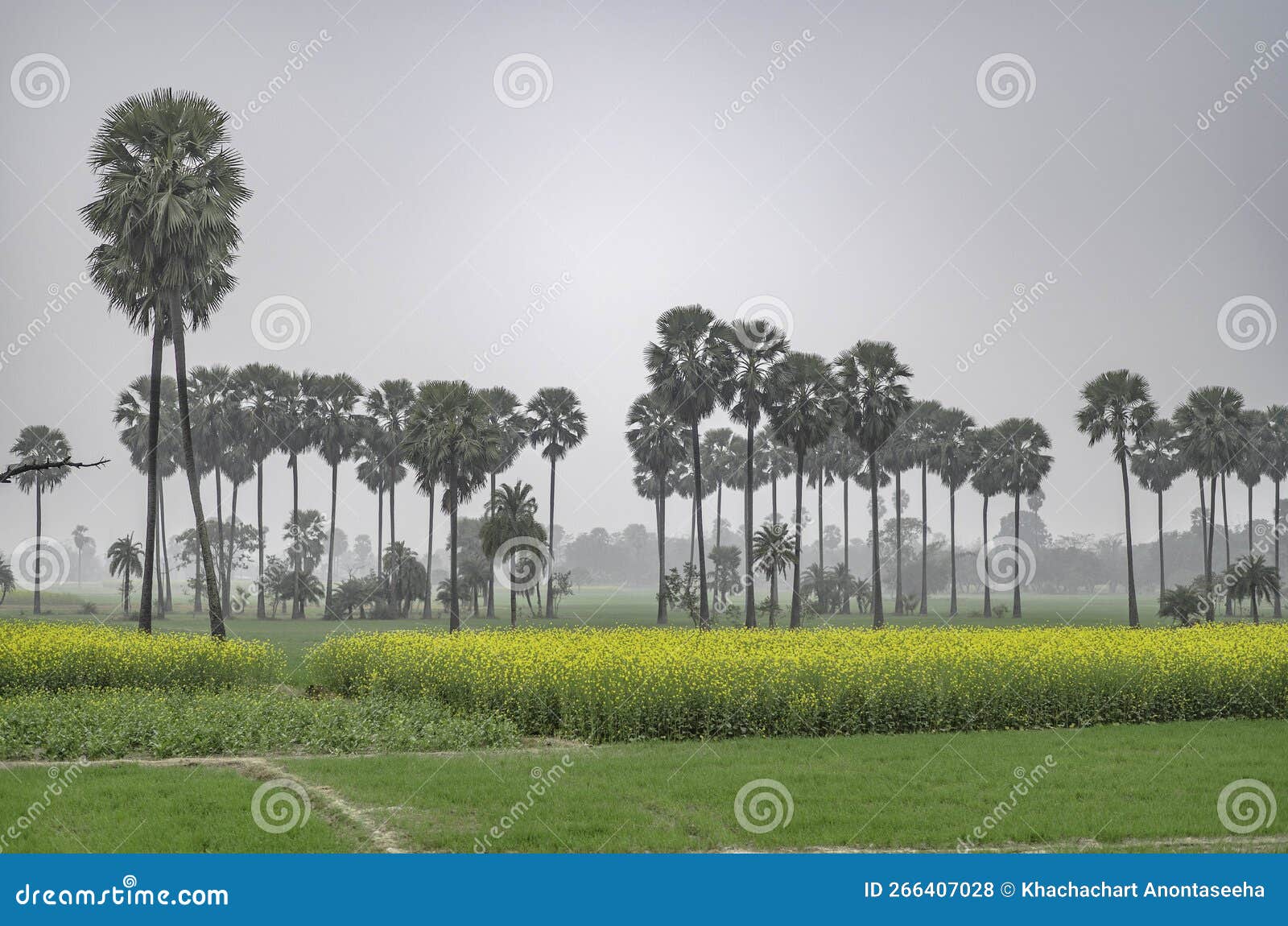 Fields Where Mustard Trees Grow in Winter Stock Photo - Image of plant ...