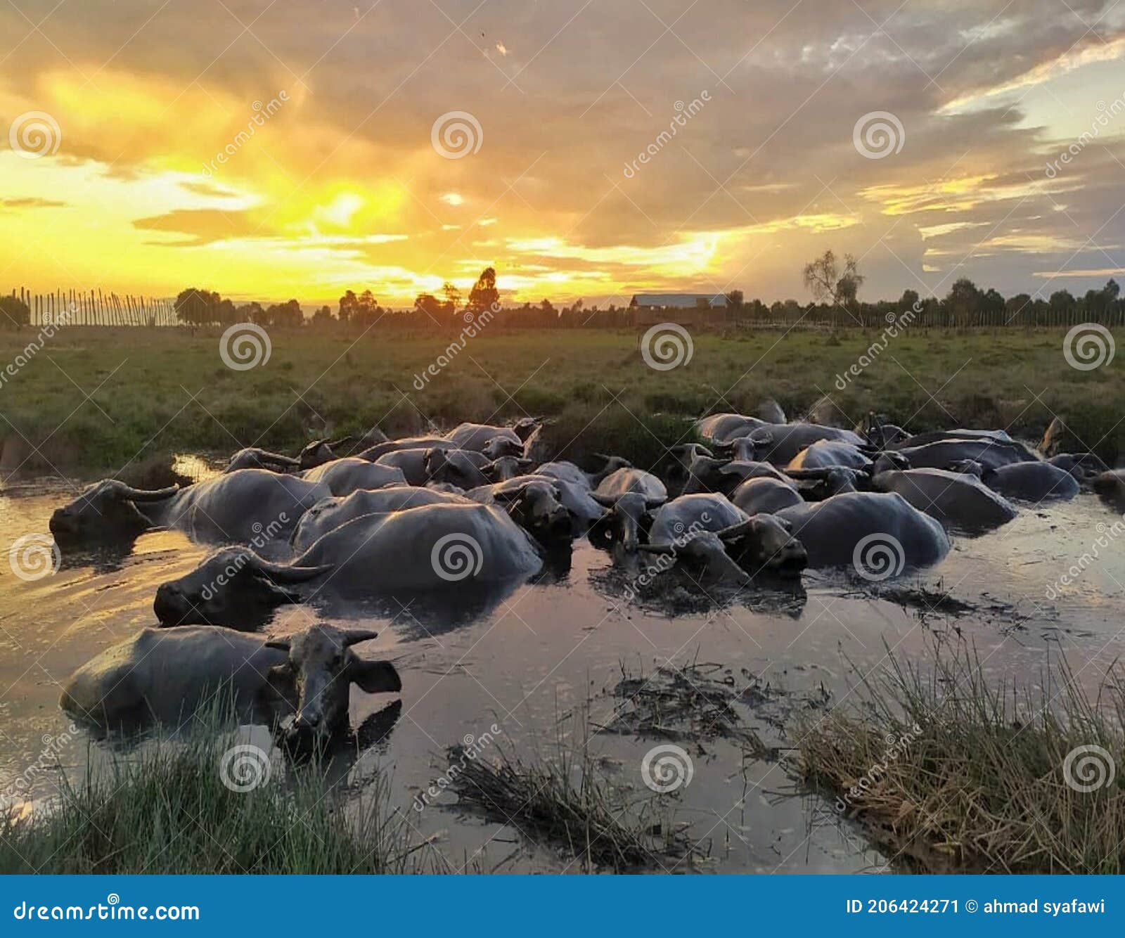 The Fields Where the Swamp Cows Gather Stock Image - Image of swamp ...