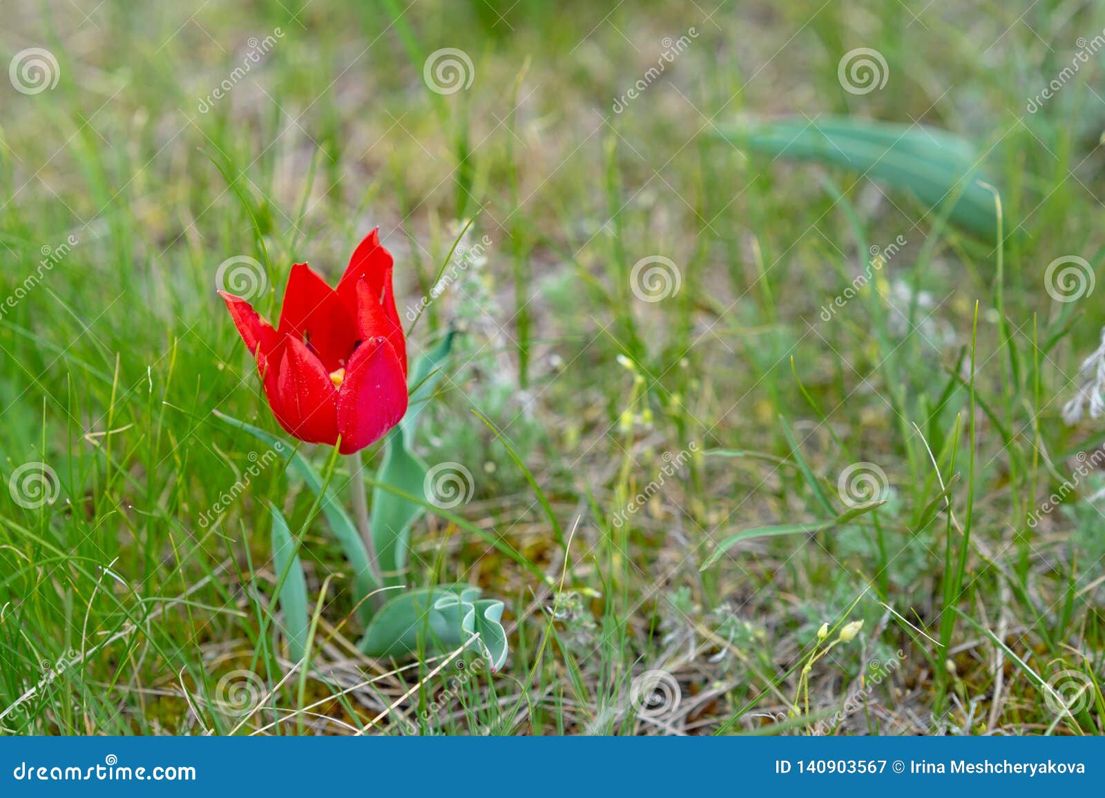 Fields of Wild Steppe Tulips on a Cloudy Morning. Red Wild Tulips Tulip ...