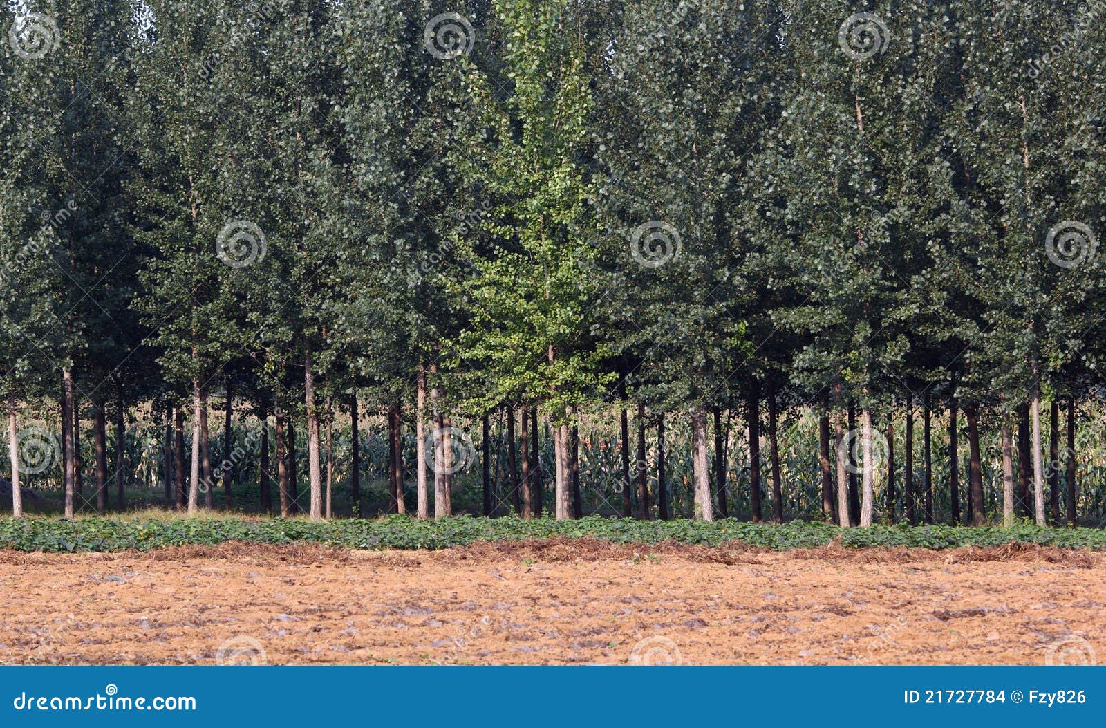 Fields and woods stock photo. Image of crops, hill, trees - 21727784