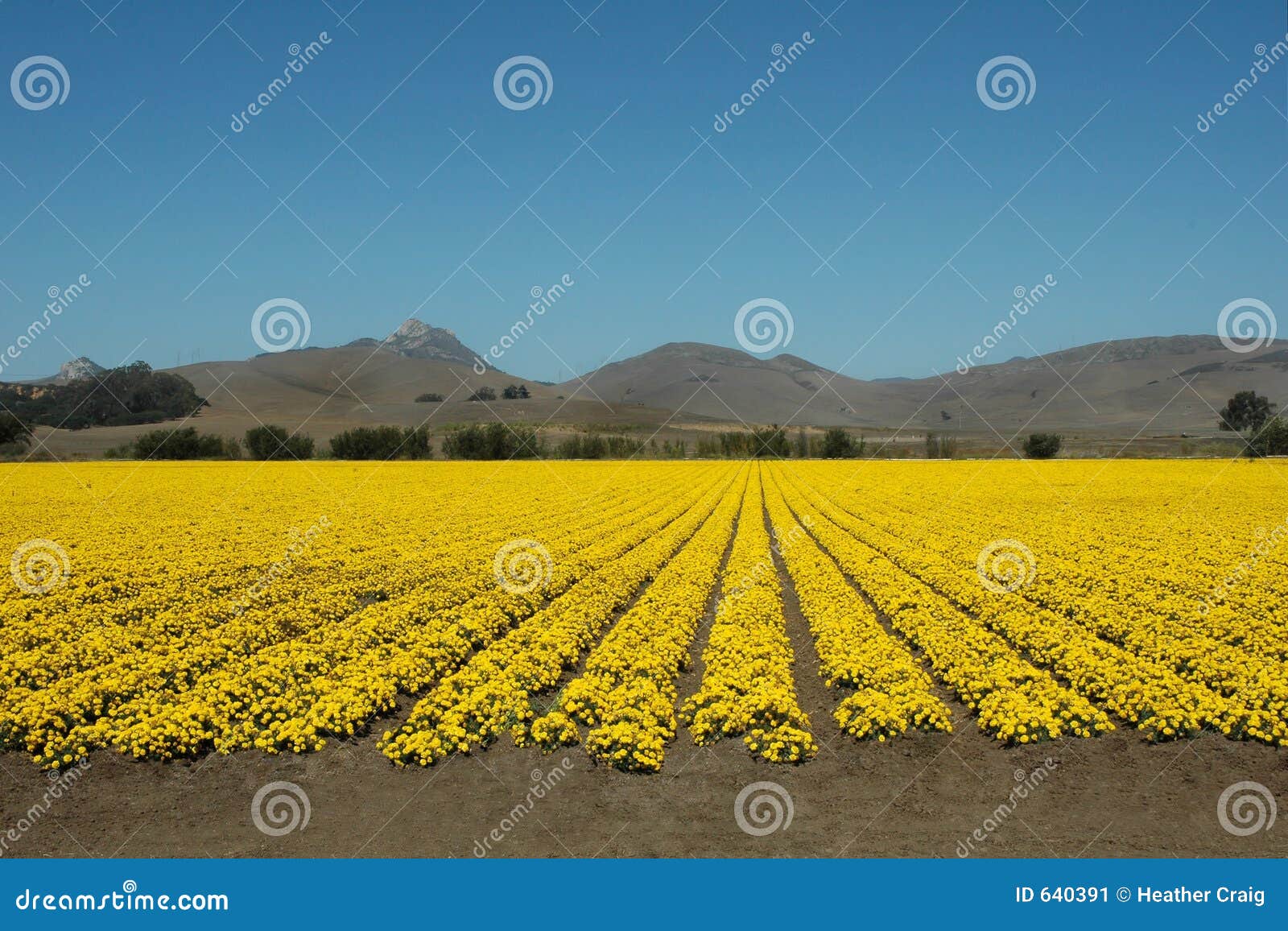 Fields of Yellow stock image. Image of trees, meadow, california - 640391