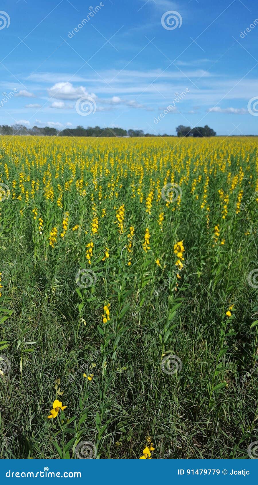 Fields of yellow stock image. Image of field, daphne - 91479779