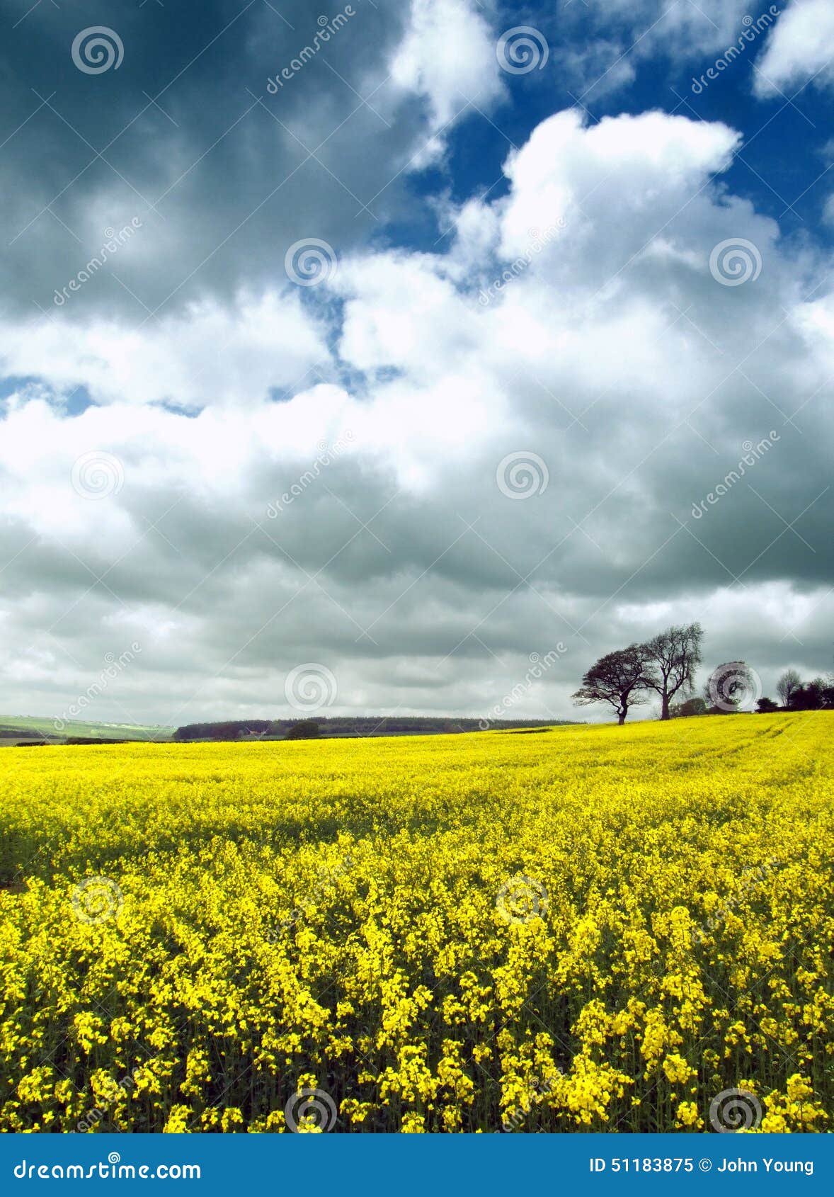 Fields of yellow stock image. Image of rapeseed, fields - 51183875