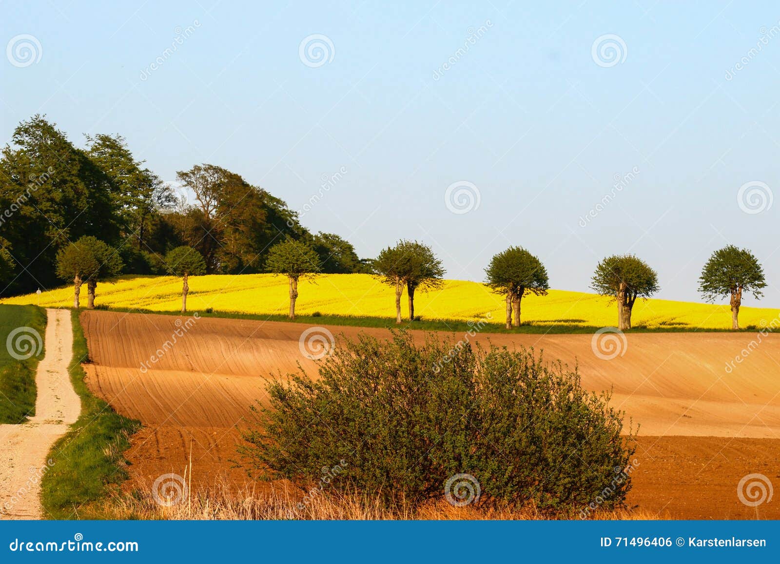 Fields of yellow stock photo. Image of flower, beautiful - 71496406
