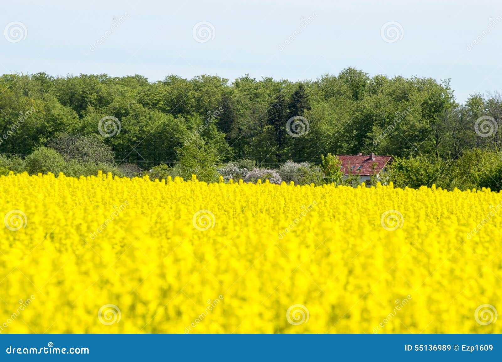 Fields of yellow stock image. Image of produce, wildflower - 55136989