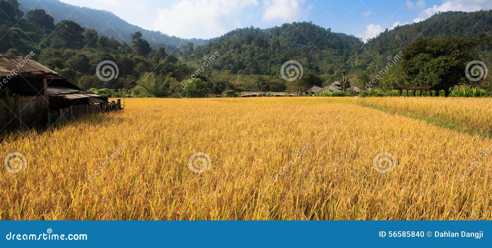 Fields and yellow rice stock photo. Image of field, blues - 56585840