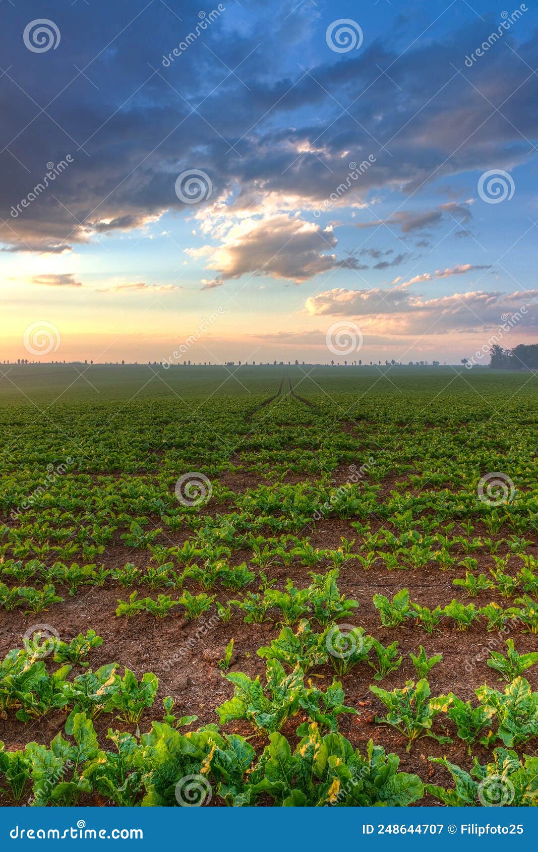 Fields with Young Beet Plants Stock Image - Image of plants ...