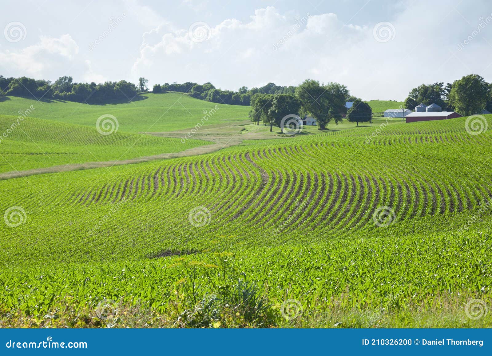 Fields of Young Corn and a Farm on Rolling Hills in Central Minnesota ...