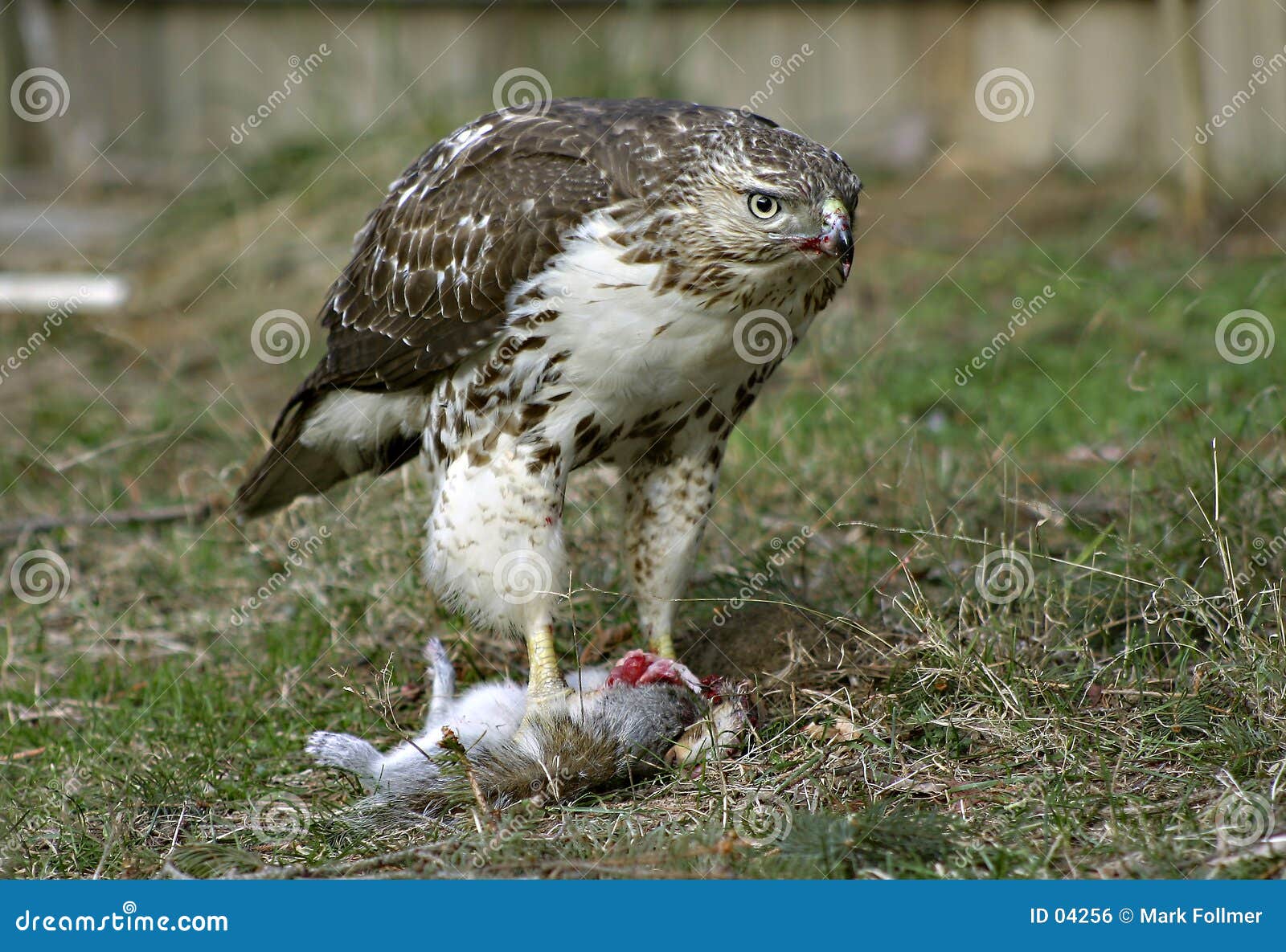 Fierce! stock photo. Image of bird, hawk, prey, hawks, hunt - 4256