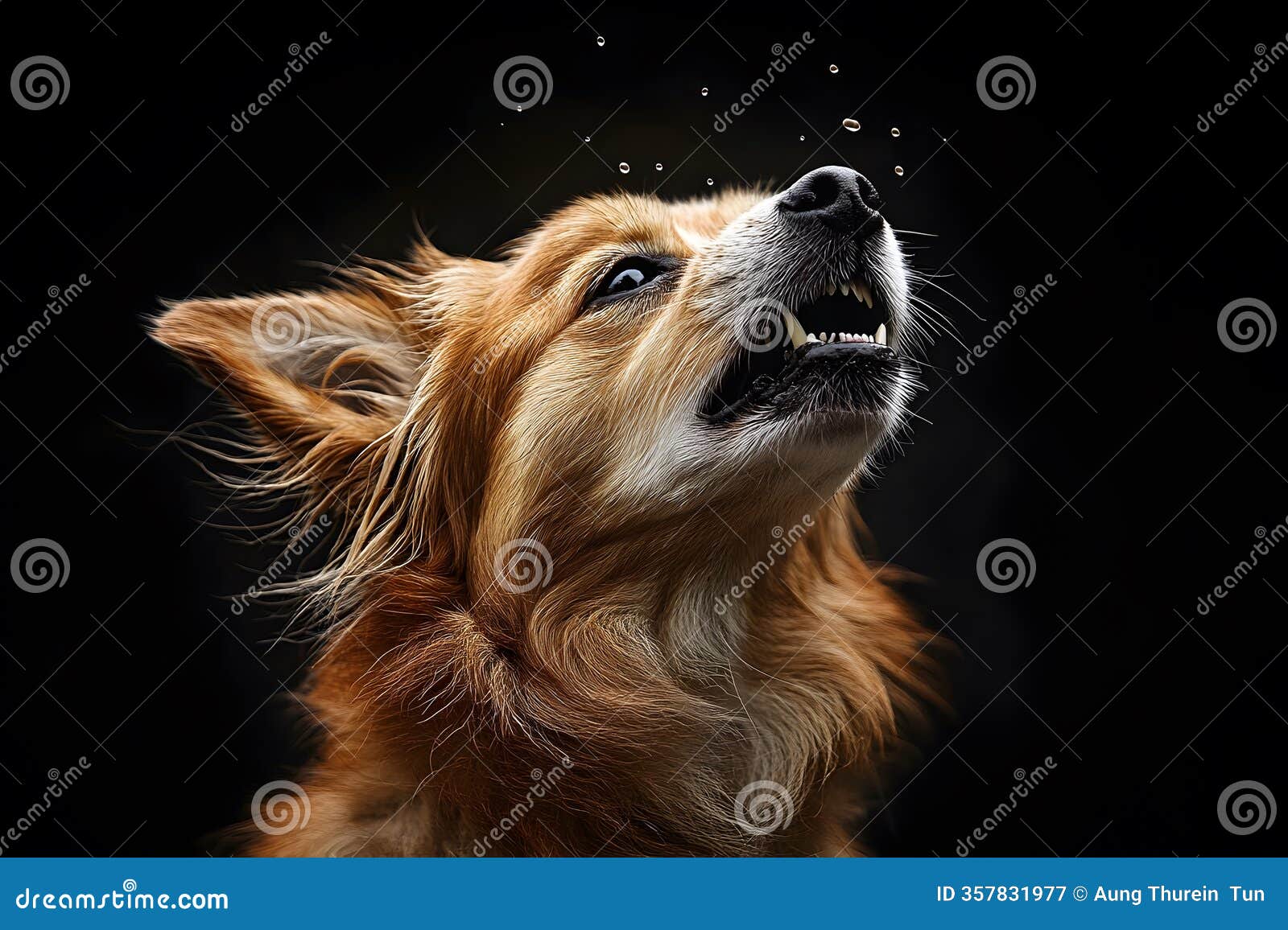 A Fierce, Aggressive Dog Mid-bark, Baring Its Sharp Teeth with Intense ...