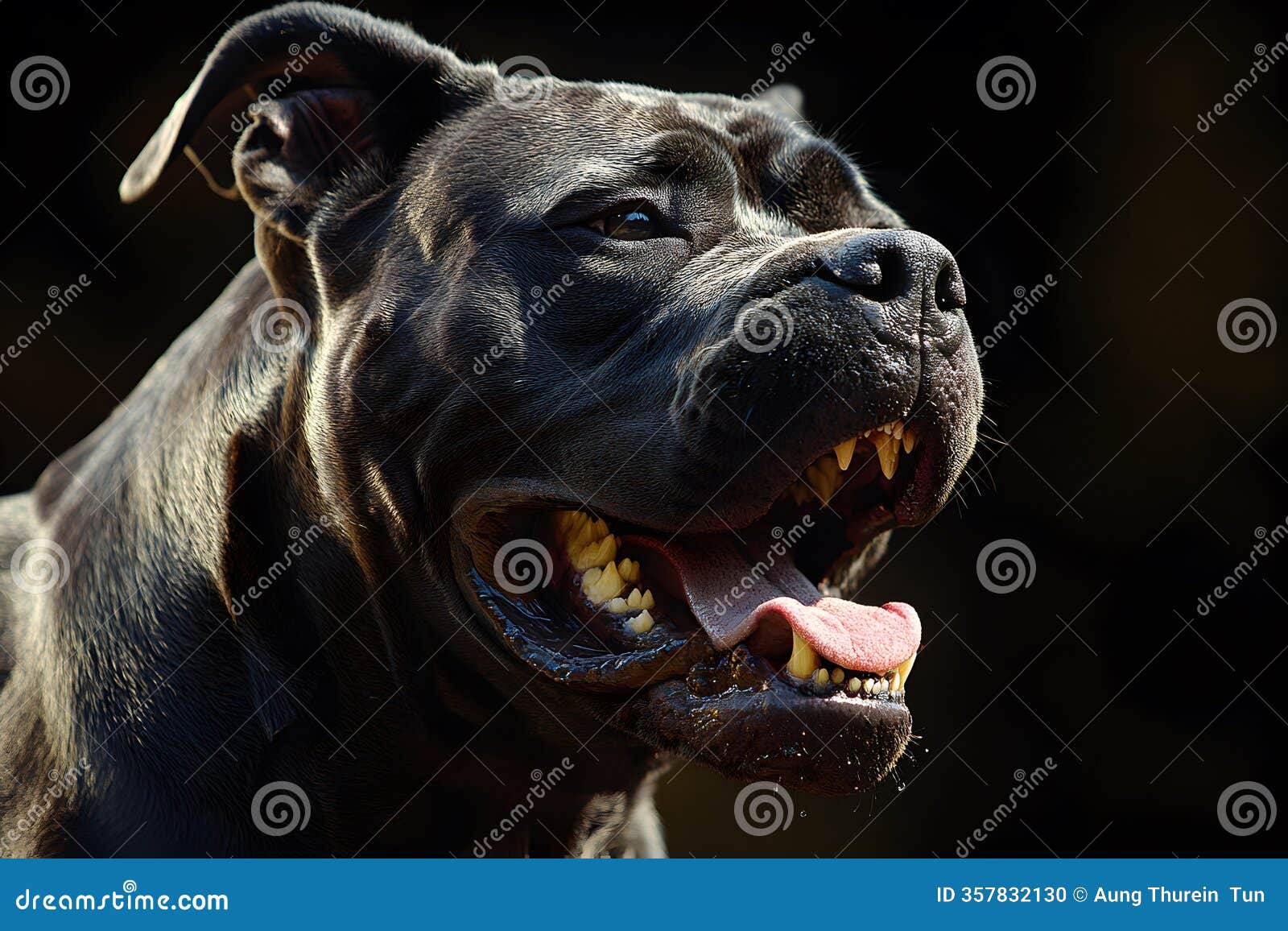 A Fierce, Aggressive Dog Mid-bark, Baring Its Sharp Teeth with Intense ...