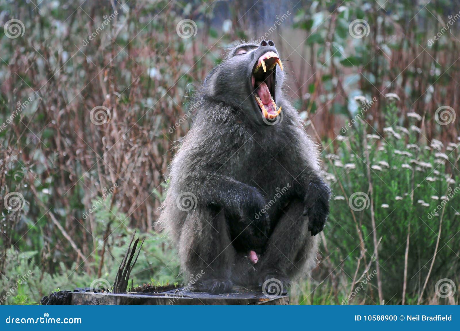 Angry Baboon