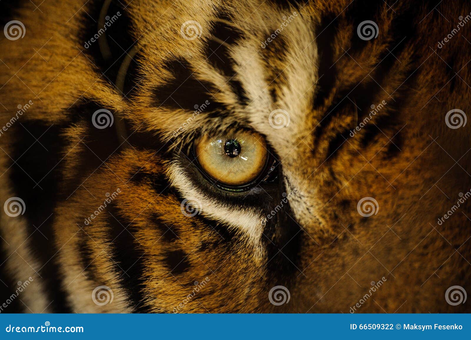 Fierce Bengal Tiger Eye Looking Stock Photo - Image of hunter, dark ...