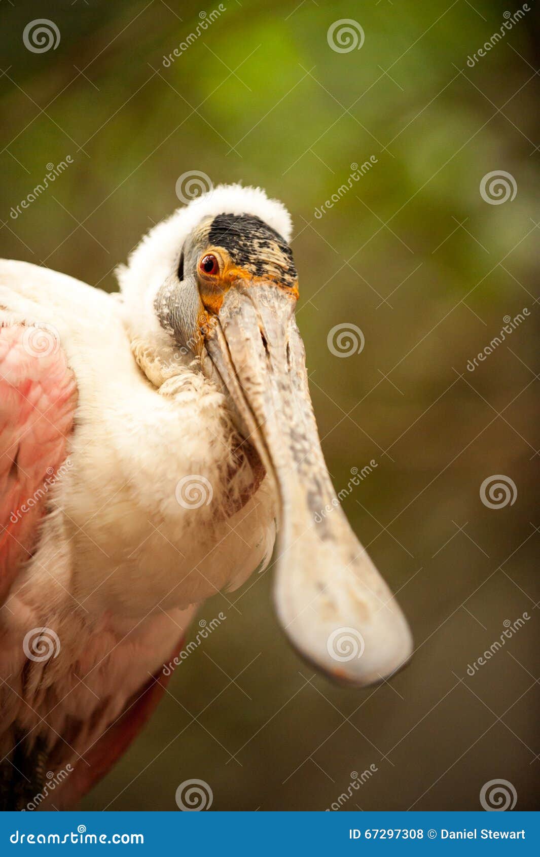 Fierce for a bird stock photo. Image of trees, beak, wildlife - 67297308