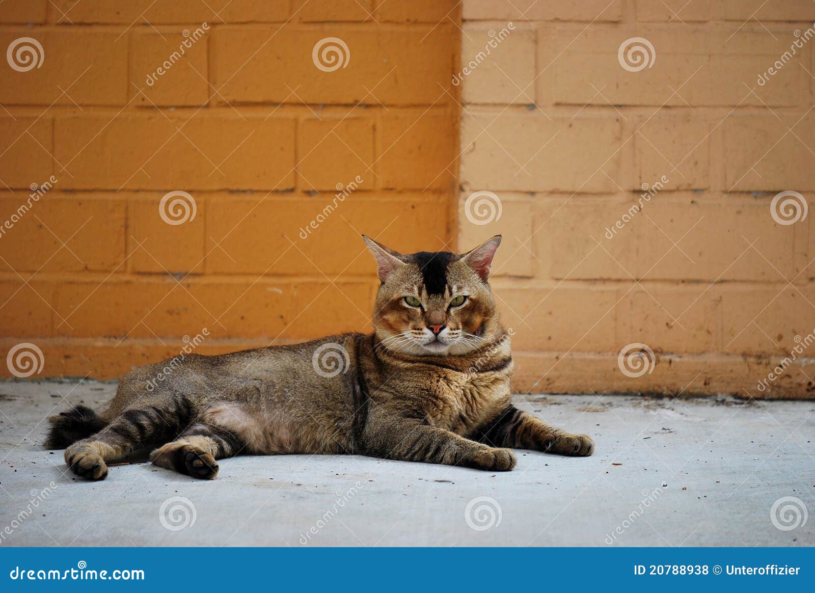 Fierce Cat stock photo. Image of nostril, black, curiosity - 20788938