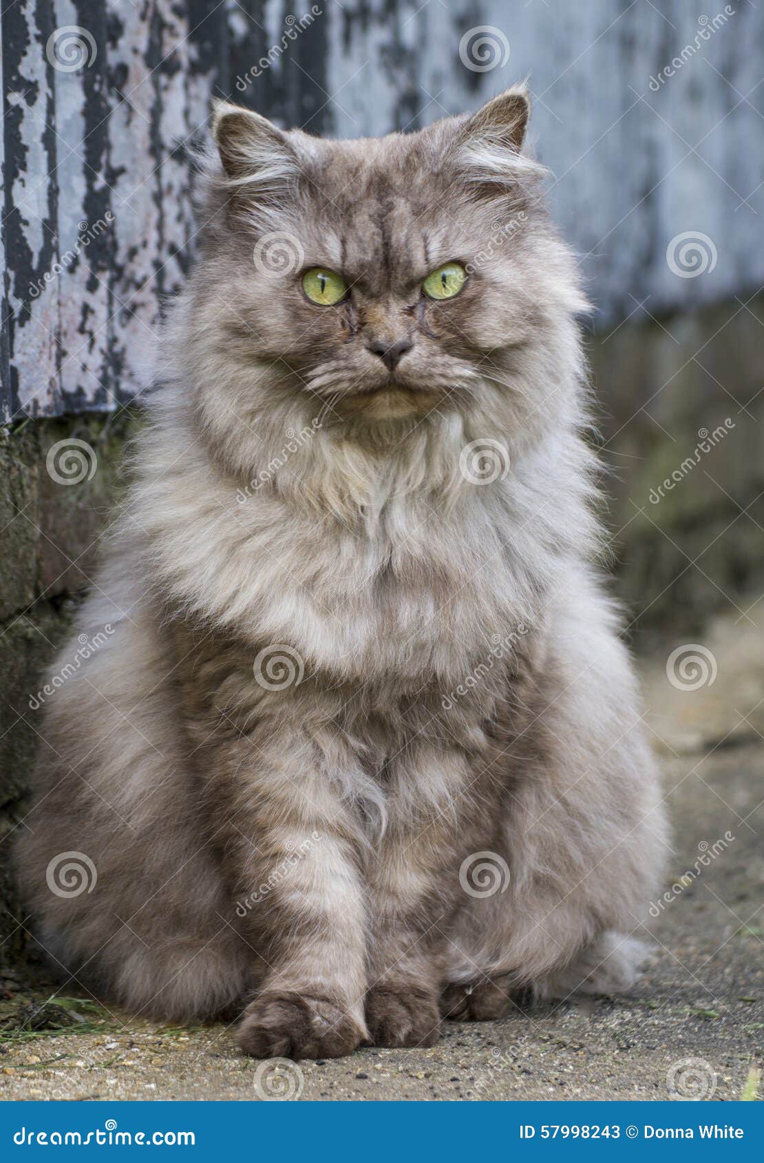 Fierce cat with green eyes stock image. Image of fierce - 57998243