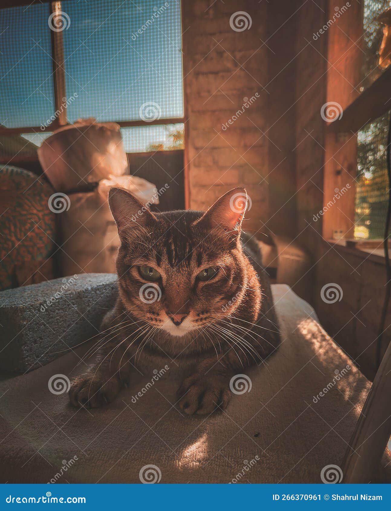 Fierce Cat Malaysia Serious Cat Face Stock Image - Image of face ...