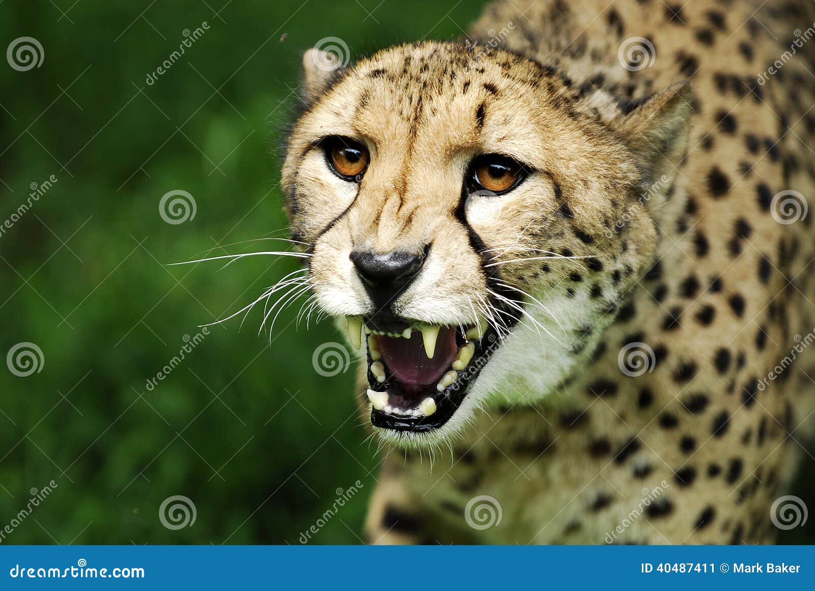 392 Fierce Cheetah Stock Photos - Free & Royalty-Free Stock Photos from ...