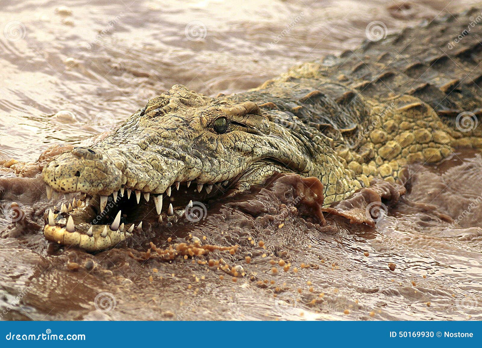 Fierce crocodile stock photo. Image of mouth, teeth, alligator - 50169930