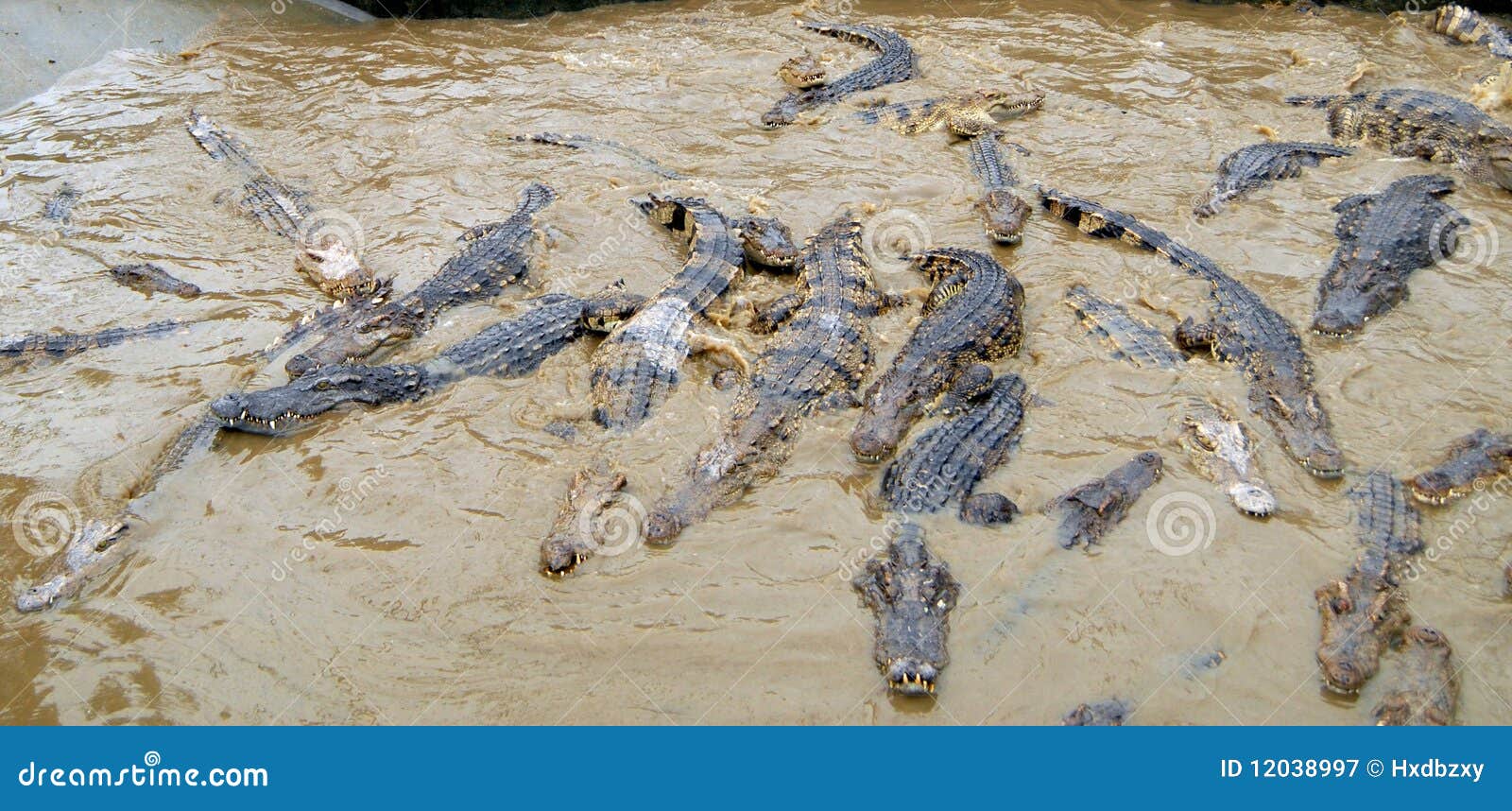 Fierce crocodiles stock image. Image of caution, animals - 12038997