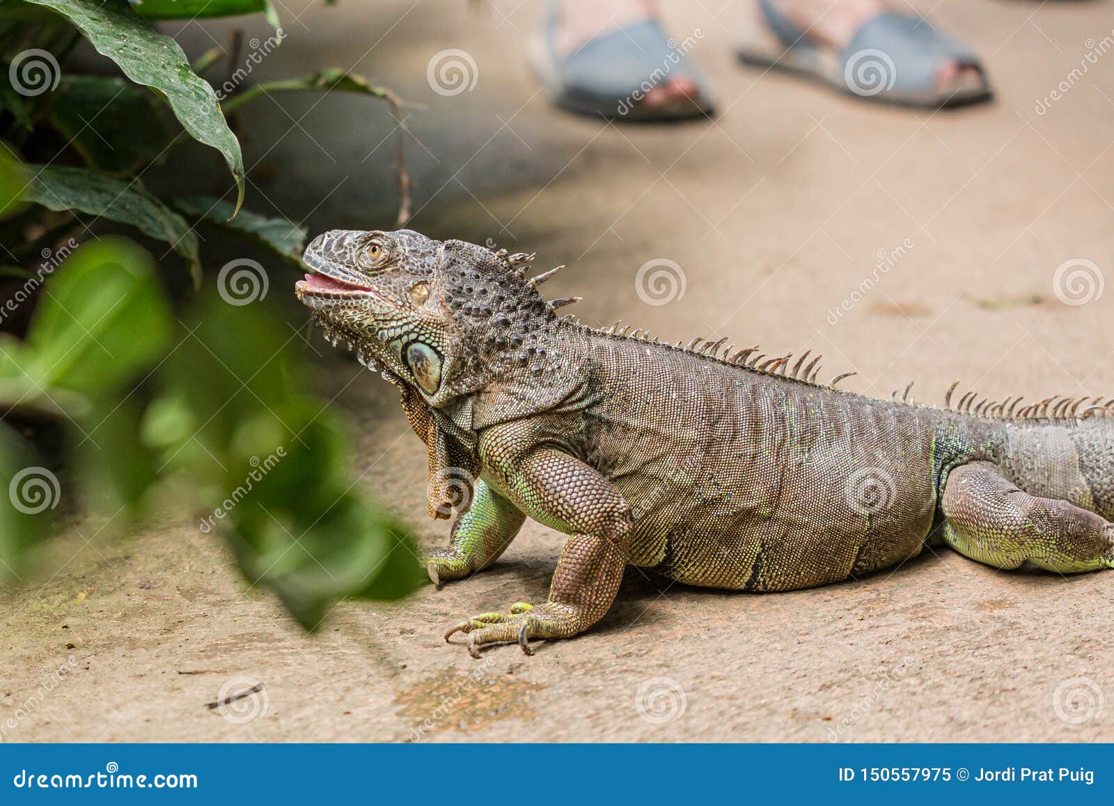 Fierce Dangerous Iguana Reptile on a Walkpath Stock Image - Image of ...