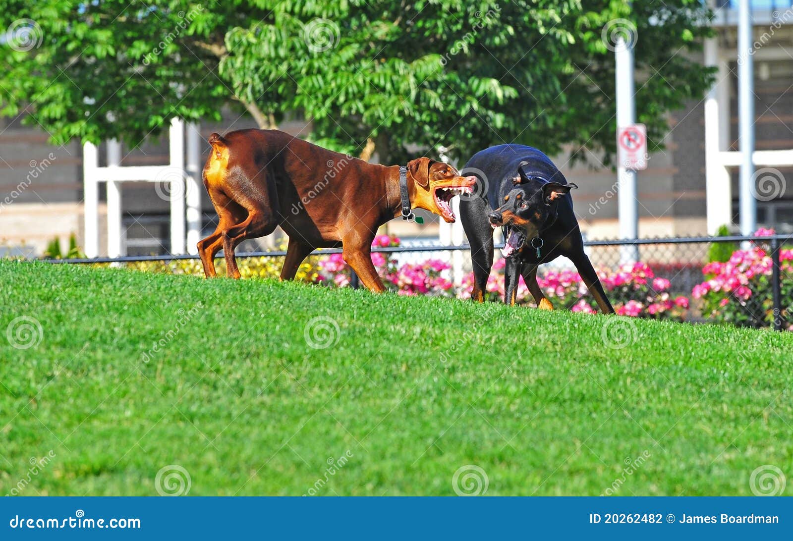 Fierce Dogs at play stock photo. Image of canine, pincher - 20262482