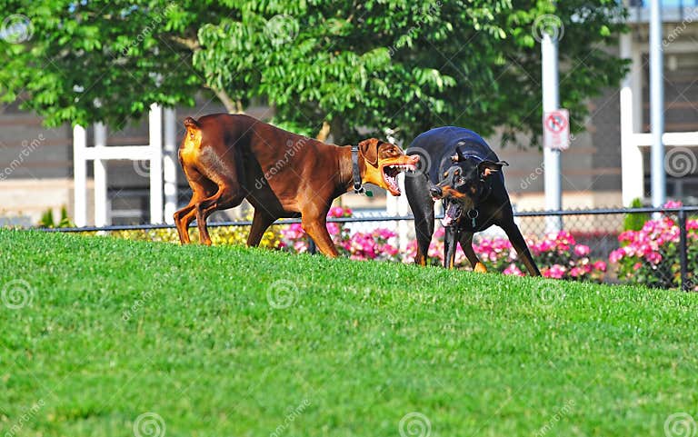 Fierce Dogs at play stock photo. Image of canine, pincher - 20262482