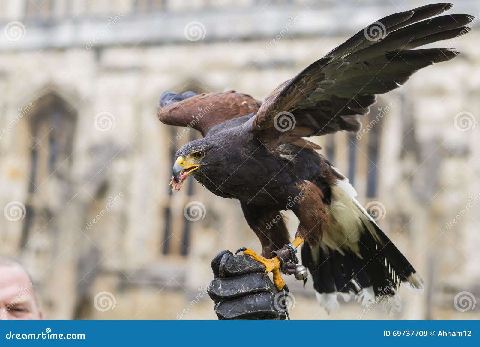 Fierce Falcon stock image. Image of head, feather, eagle - 69737709
