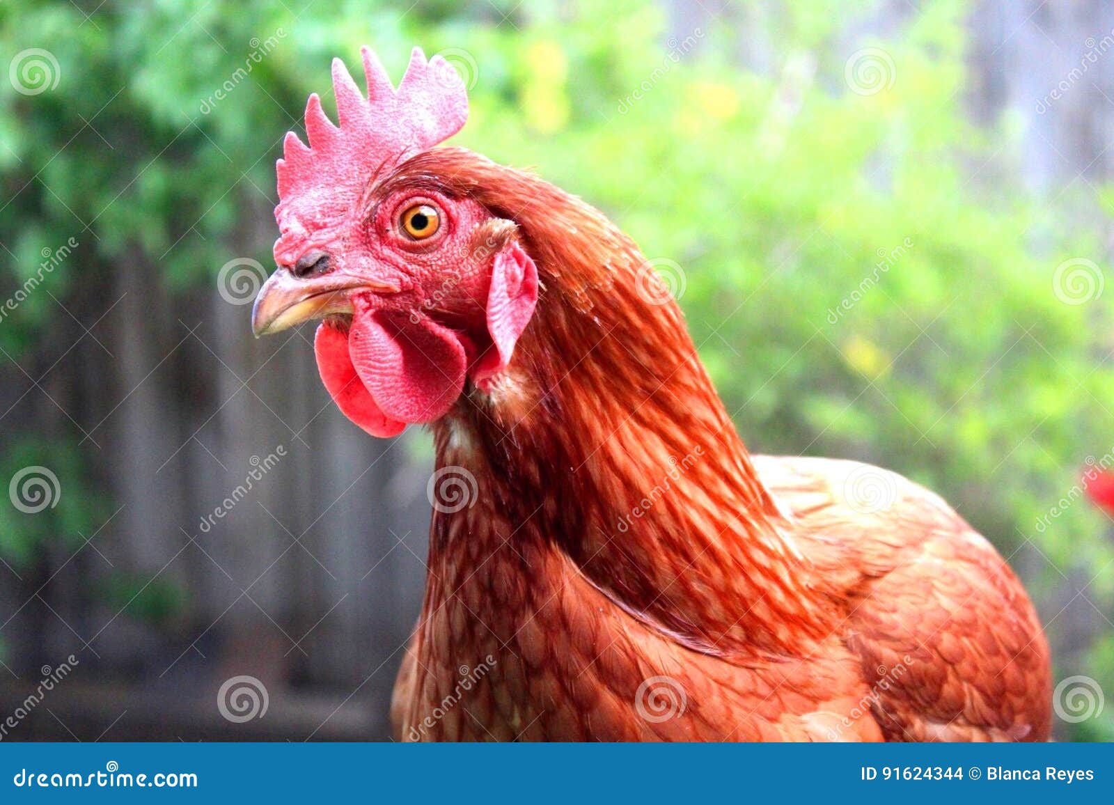 Fierce Feather stock photo. Image of firey, orange, feather - 91624344