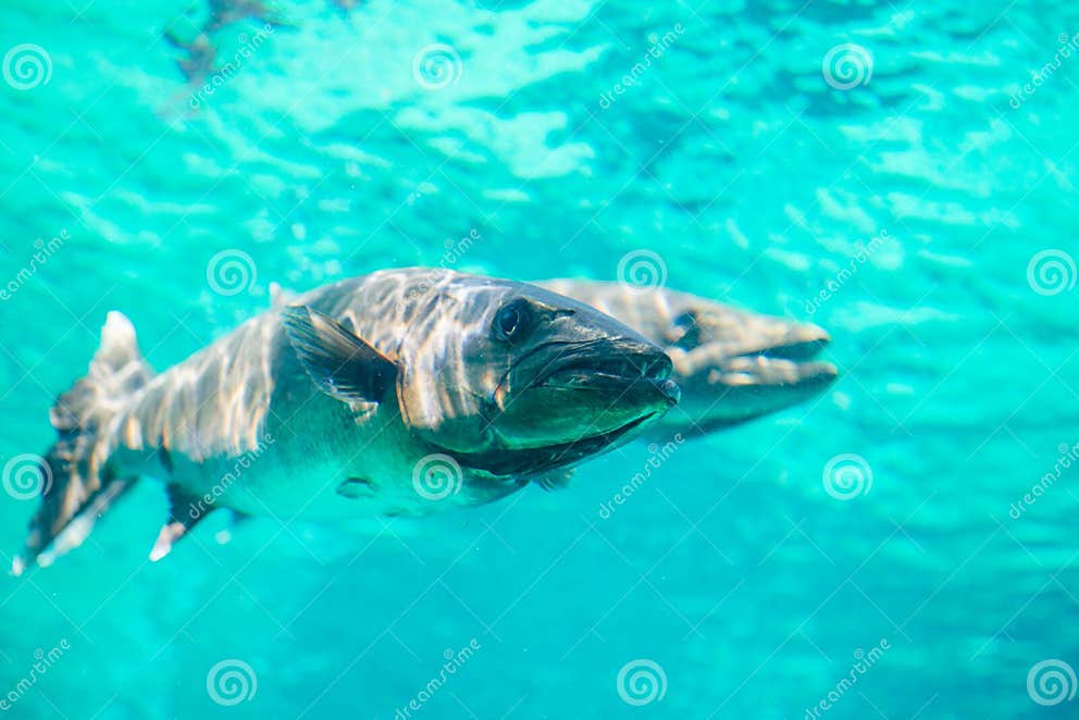 Fierce fish stock image. Image of sharp, cruel, lookat - 91836995