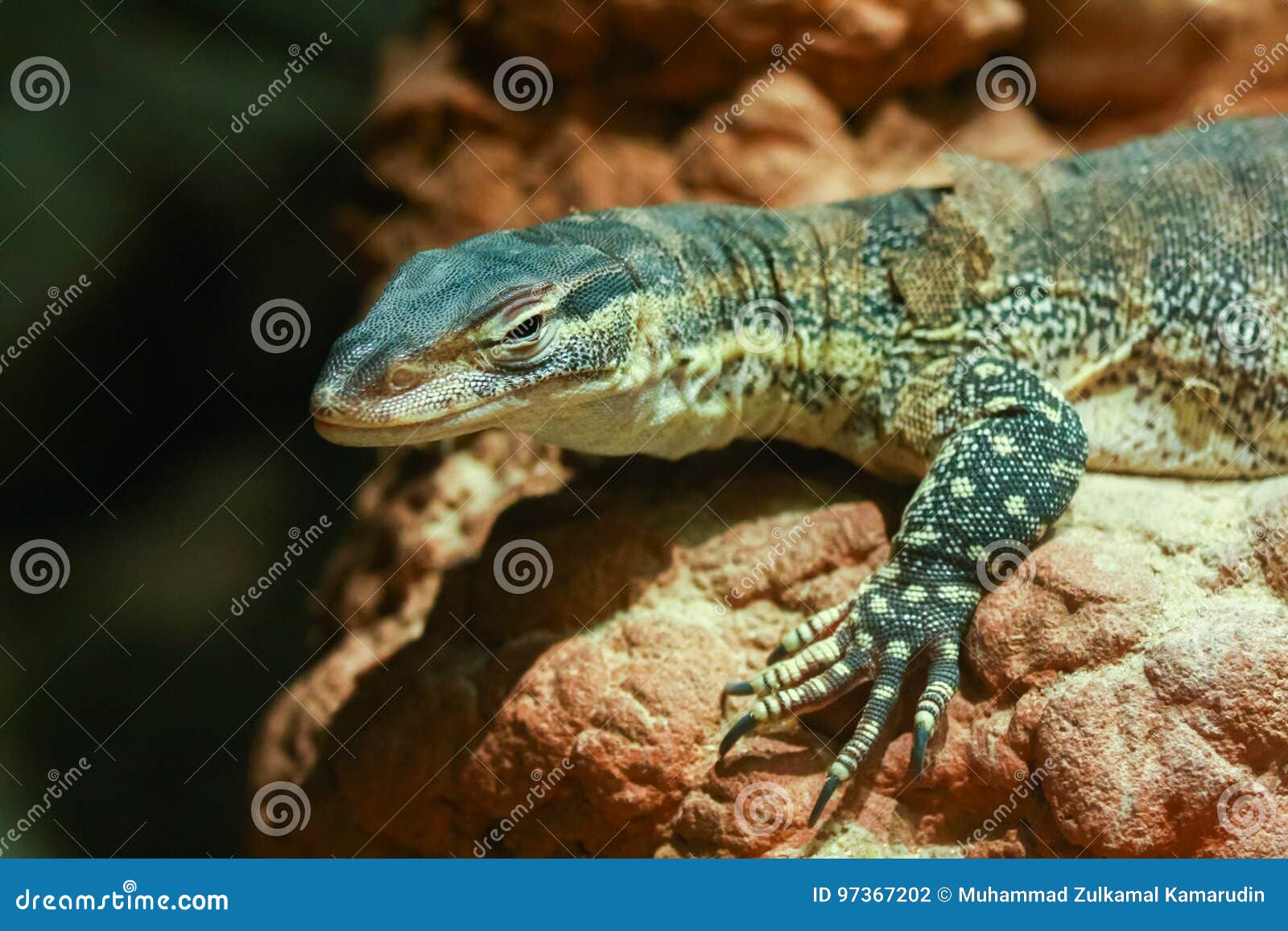 Fierce Goanna stock photo. Image of posing, monitor, herpetology - 97367202