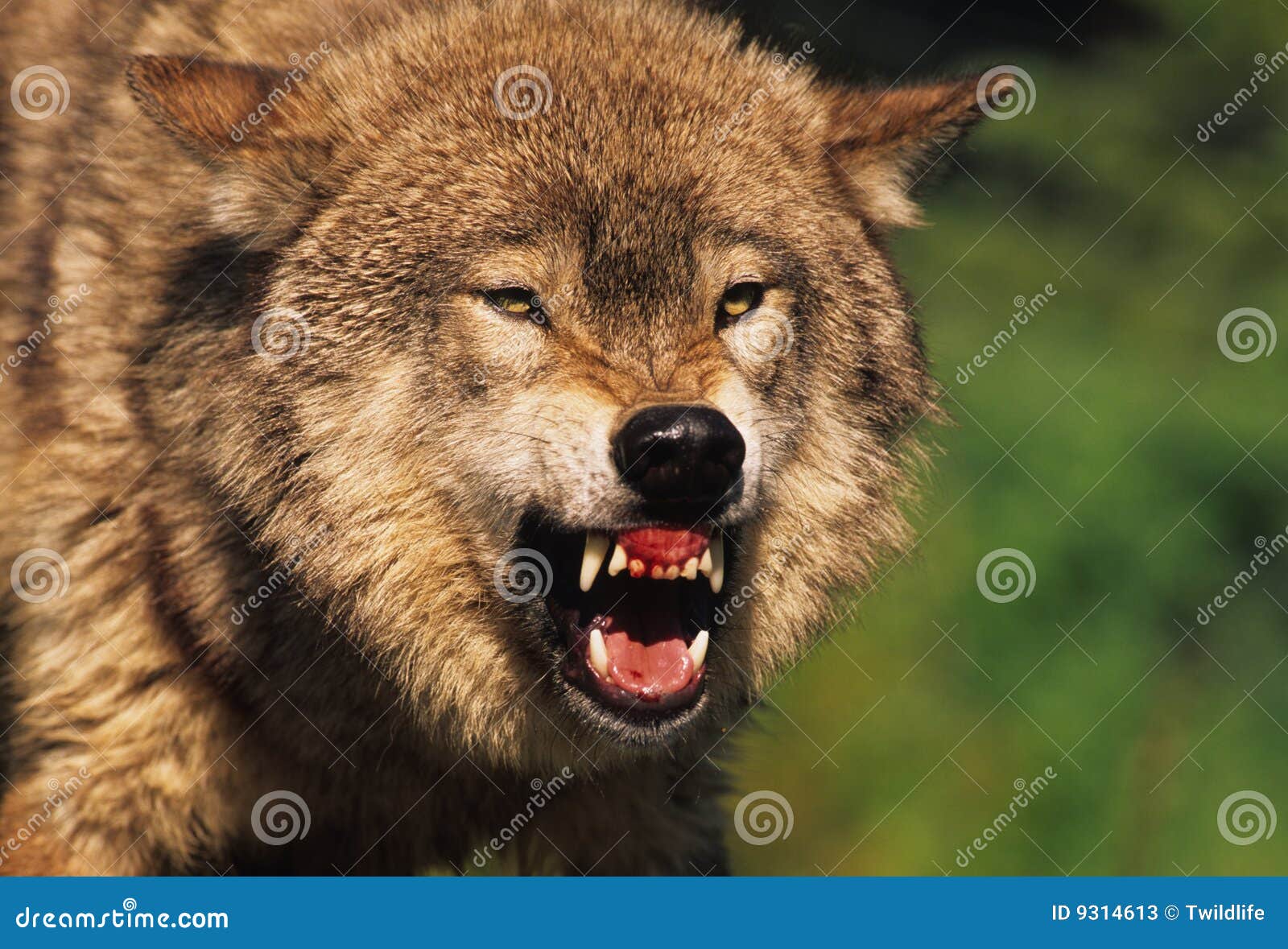 Fierce Gray Wolf stock image. Image of gray, nature, wildlife - 9314613