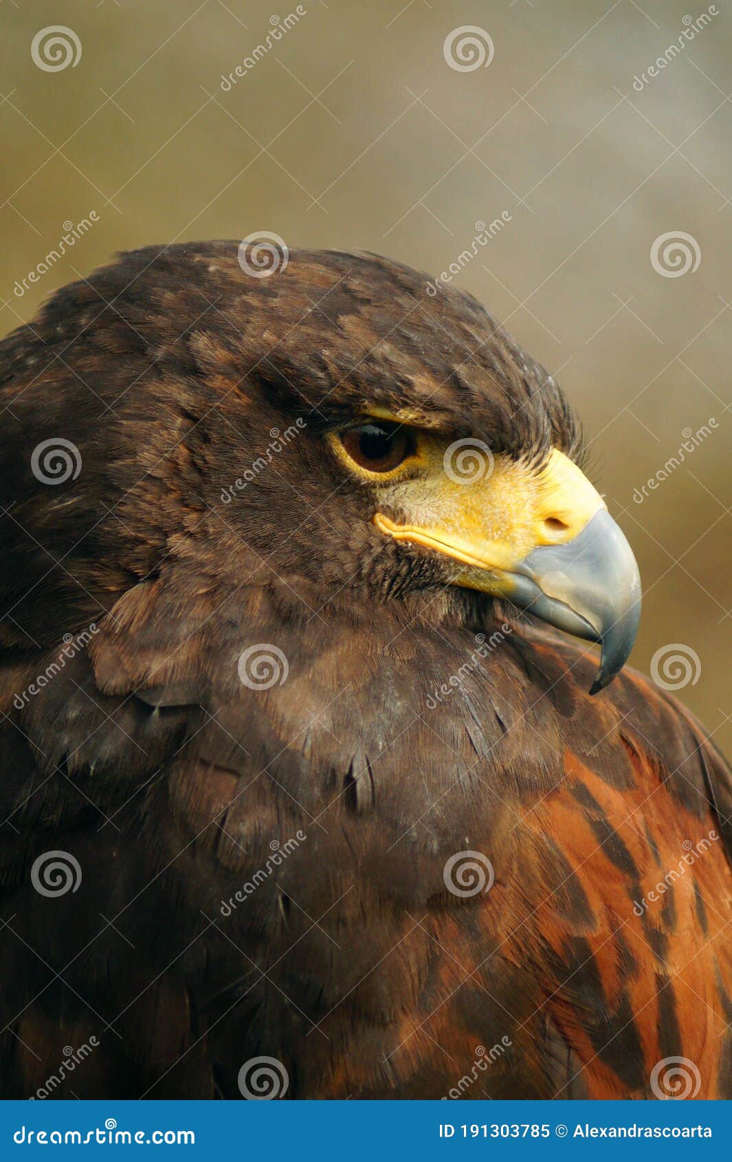 Fierce Hawk Portrait from Profile Stock Image - Image of close ...