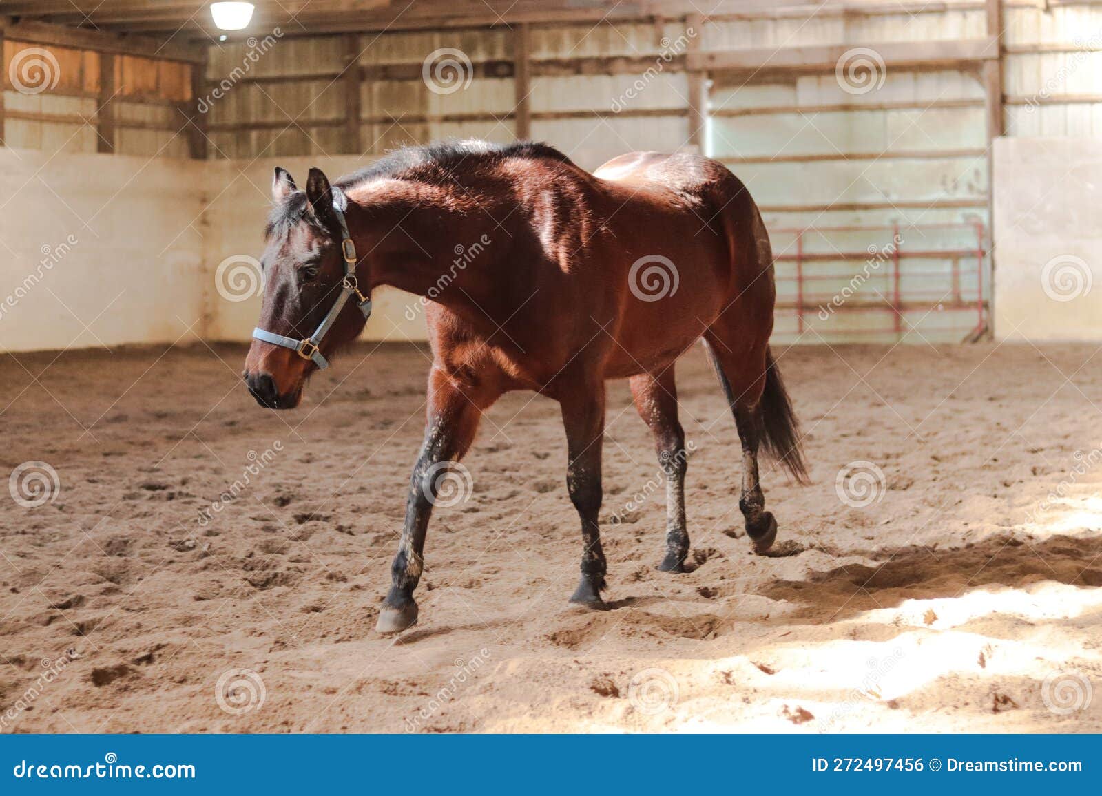 Fierce Horse in the Sunlight Stock Photo - Image of beauty, horse ...