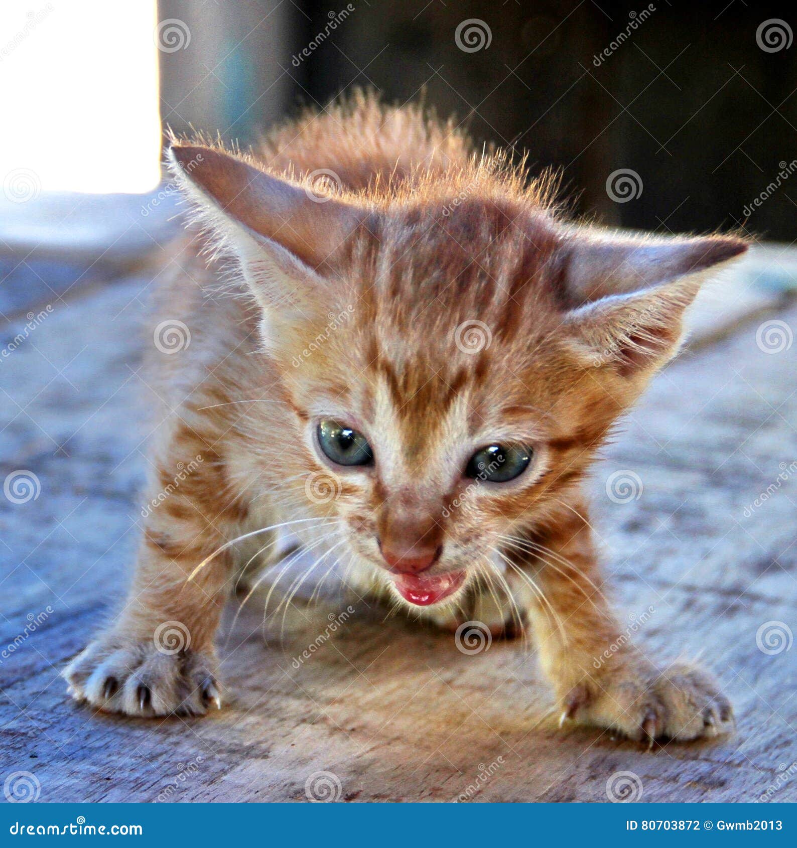 Fierce Kitten stock photo. Image of tiger, green, cute - 80703872