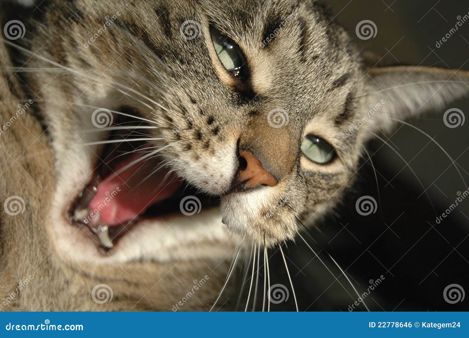 Fierce Kitty stock photo. Image of feline, loud, face - 22778646
